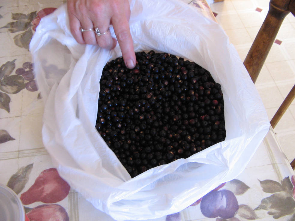 ICH Blog: #FoodwaysFriday - Berries with Bridget Jacobs