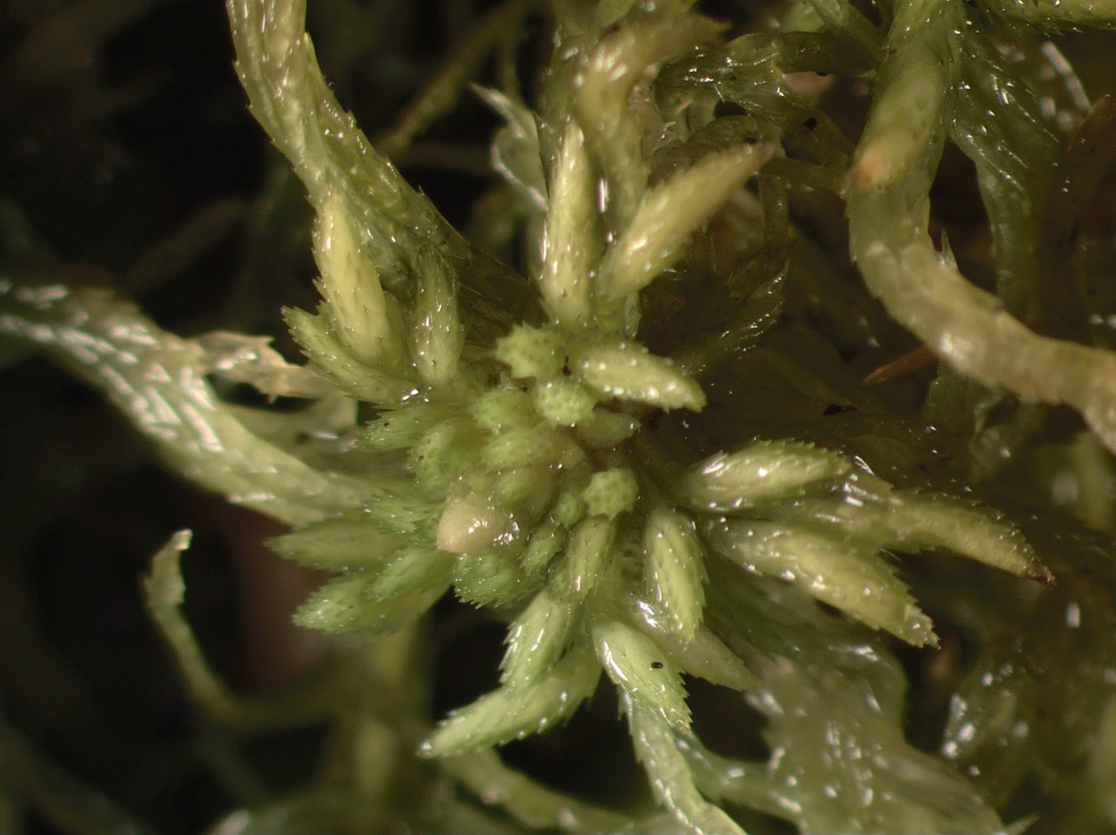 Non-Vascular Plants 2015-16: Specimen #4 Tricky Peat Moss