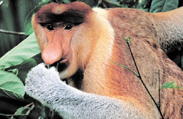 O simpático e iluminado macaco narigudo ~ Você realmente sabia?