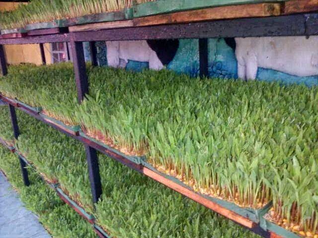 Pembuatan Fodder Pakan Alternatif Untuk Kambing dan Domba dari Berbagai ...