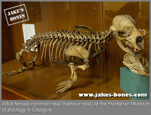 A first look at a very unusual skeleton : Jake's Bones