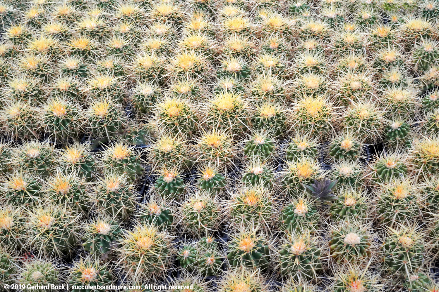 Bach's Cactus Nursery in Tucson on a chilly winter day