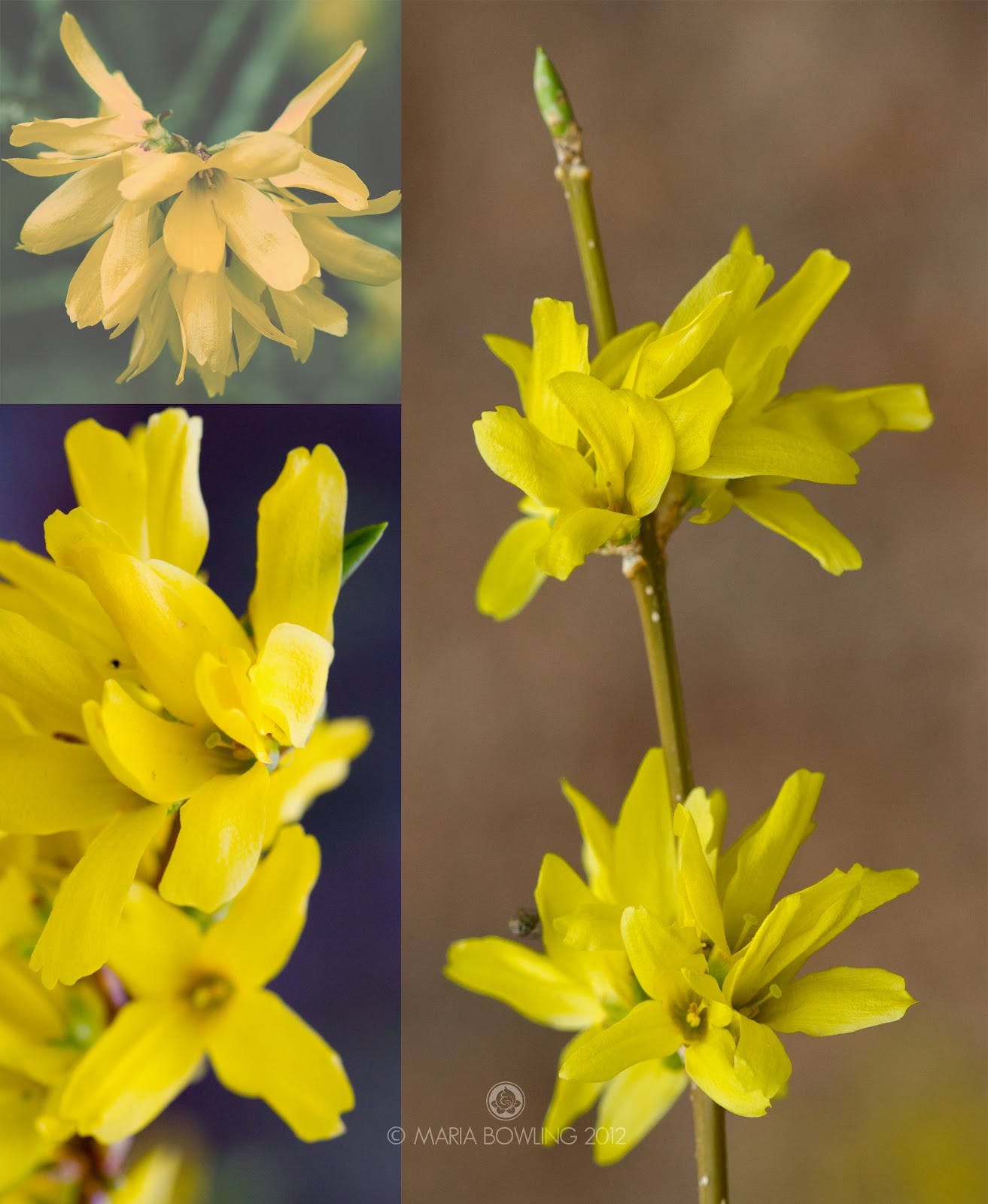 Pretty Medicine : Forsythia