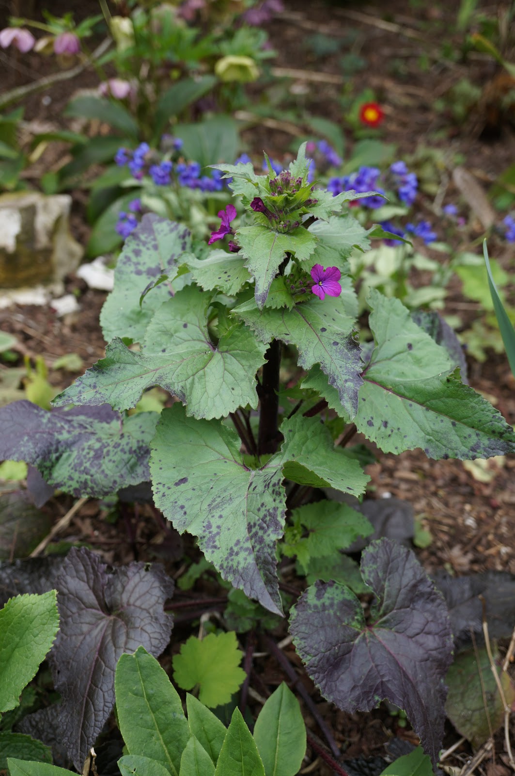 Whatsitgarden: Lunaria 'Rosemary Verey"