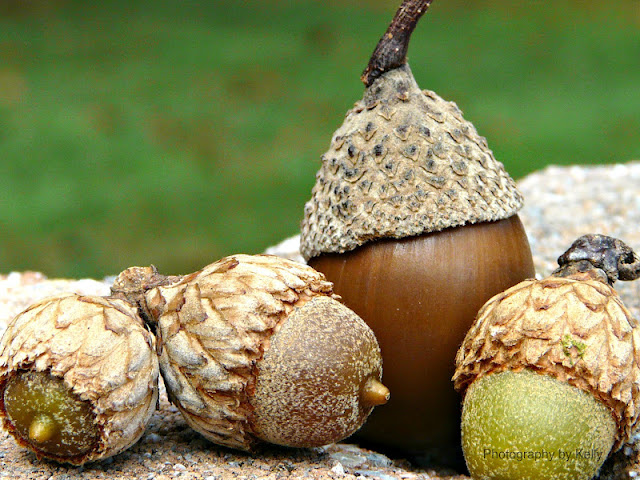 Living Life in PA: Season Of The Acorn