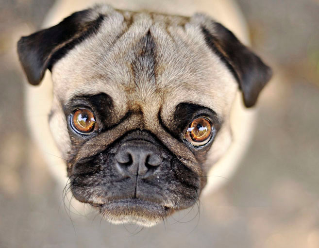 The Daily Puglet: JUNE GLOOM