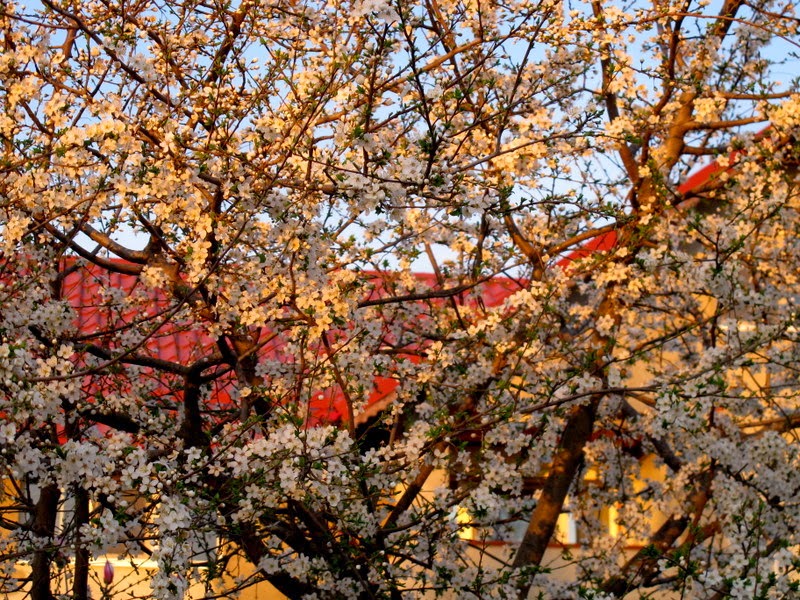 Floarea -bunica: Reflexii in oglinda ! -Zarzari infloriti