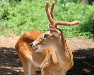 MY MANIPUR: THE SANGAI THE PRIDE OF MANIPUR