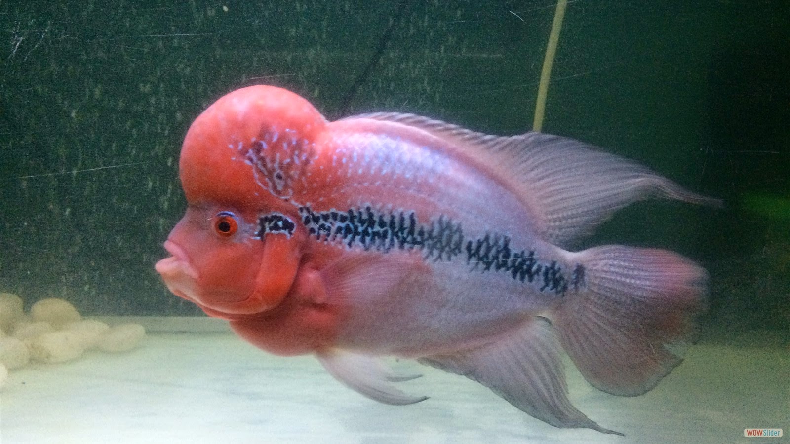 Maintain Flower horn fish