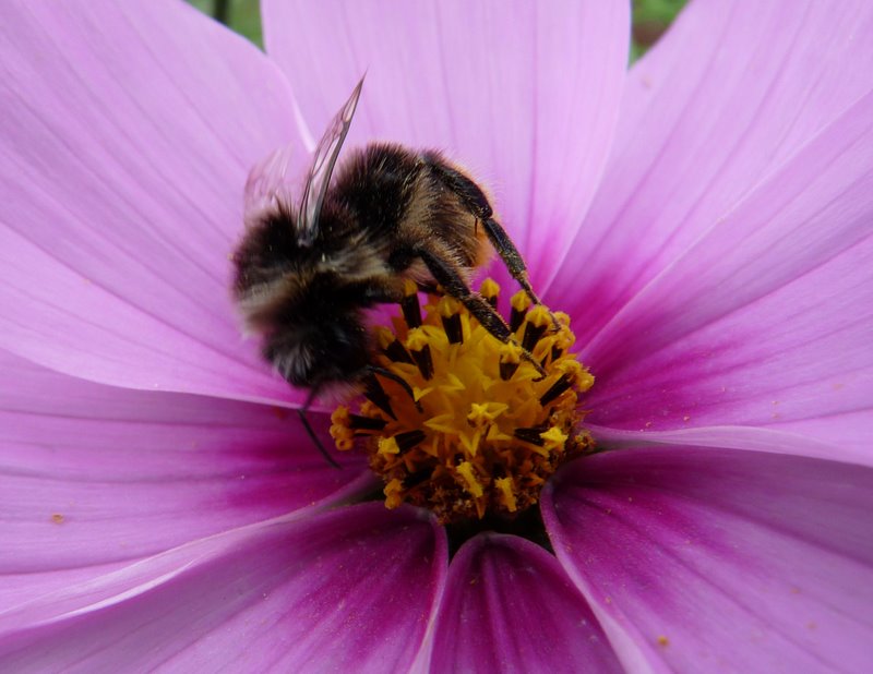 Belinda Davies Eiderdowns