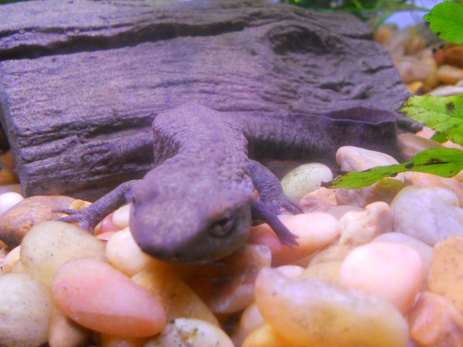 Prehistoric Beast of the Week: Salamander Power: A Tale of Regeneration