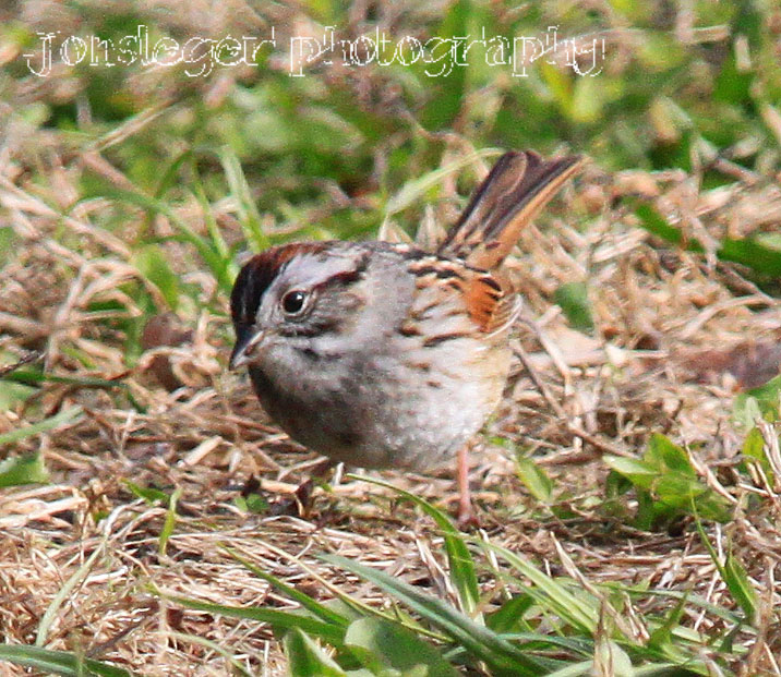 Northern Illinois Birder: Swamp Sparrow; May Bird Migration to Northern ...