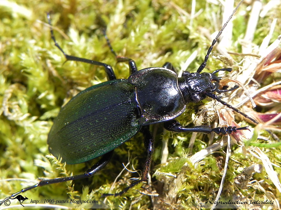 WILDLIFE GATEWAY: Le Carabe des bois et le Carabe problématique