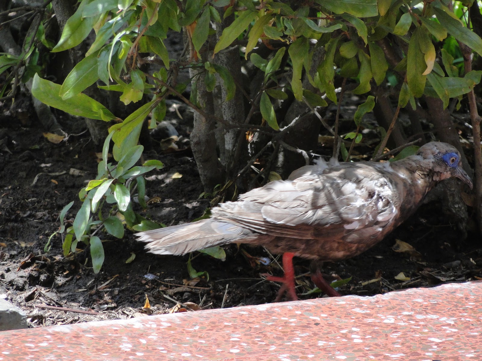 Aves del SM: CUCULÍES MANCHADAS
