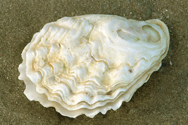 Oyster ~ Animals Images