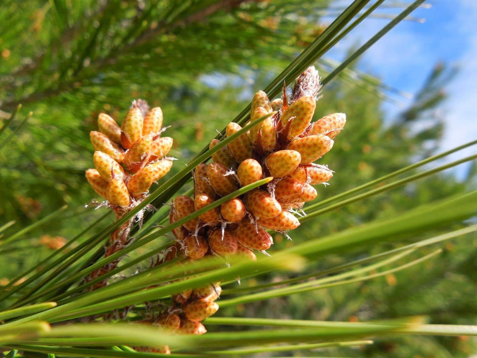 Conos masculinos de PINO - BOTÀNIC SERRAT