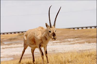 Tibetan Antelope