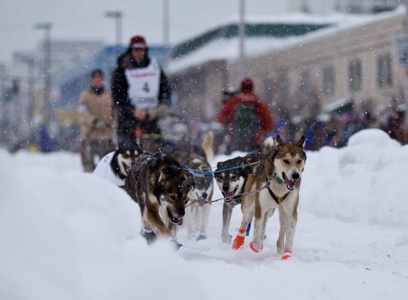 Alaskan escape: Iditarod Day 1