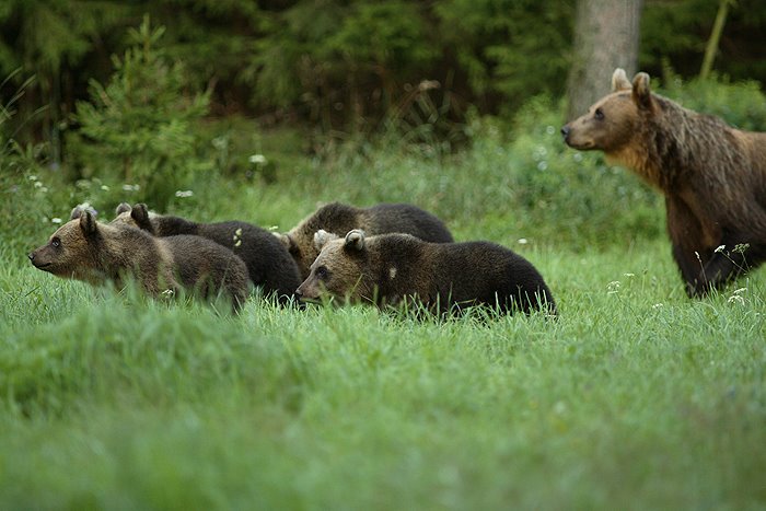 Estonian Nature Tours: The Bears in Estonia are moving to the West