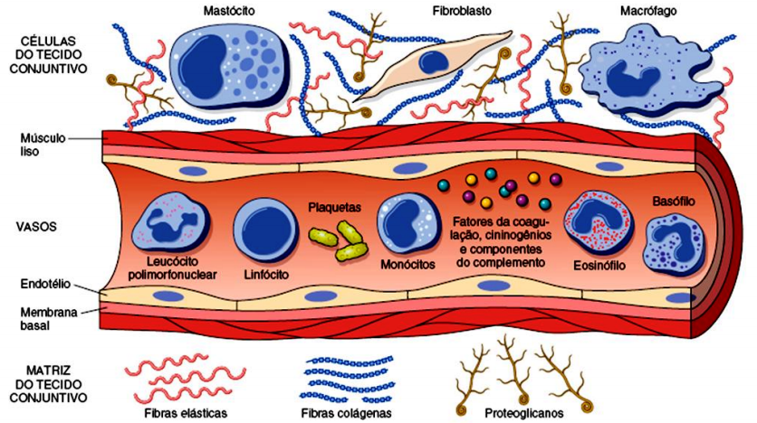 Diário Patológico: INFLAMAÇÃO AGUDA E CRÔNICA