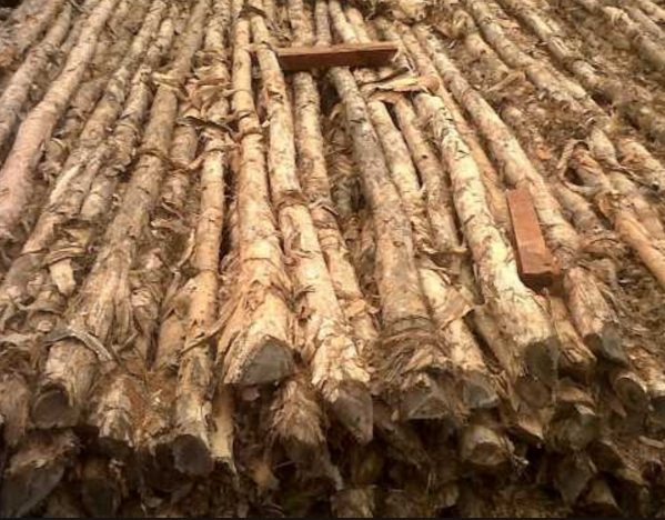 Kayu-Kayu Untuk Kontruksi - Lingkup Arsitektur