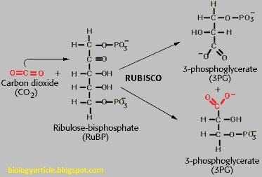 BIOLOGY WRITE-UP - BIOLOGY ARTICLES: Ribulose bisulphate carboxylase ...