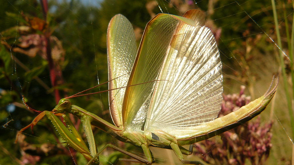Earth and Space News: European Mantis: Beneficial Bug, Connecticut ...