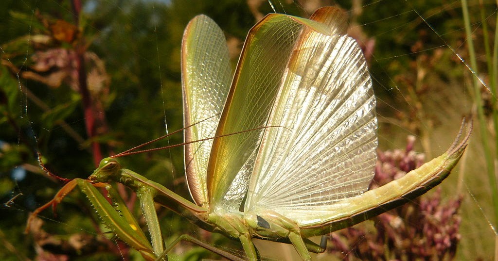 Earth and Space News: European Mantis: Beneficial Bug, Connecticut ...