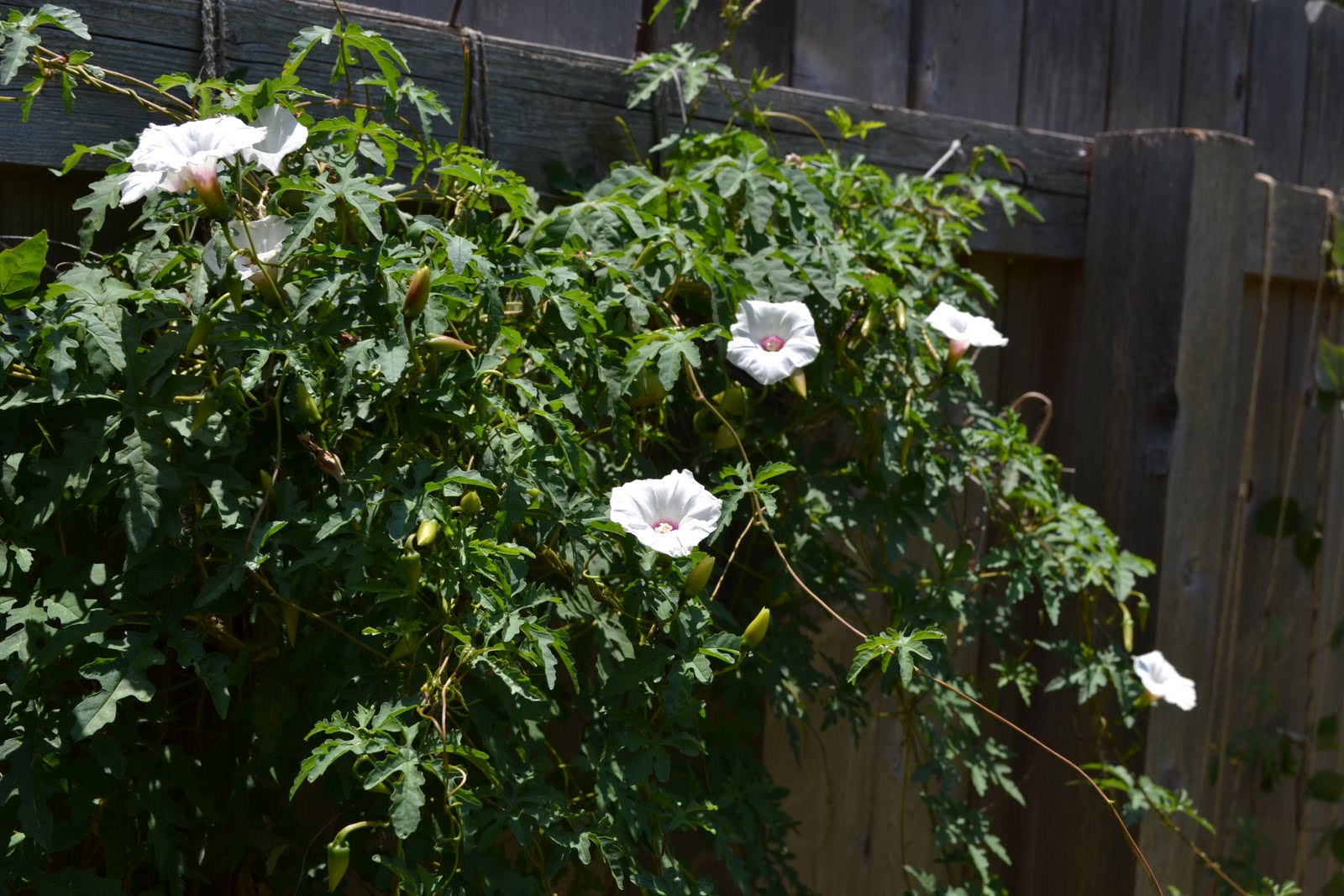 The Wonder, the Weeds and the Why in an Austin garden: The Alamo Vine ...