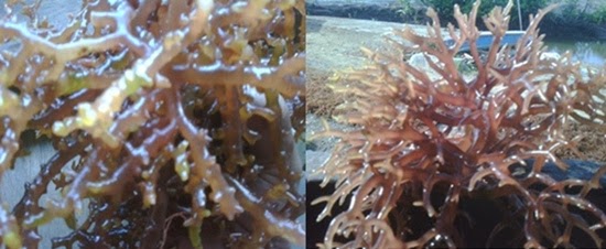 Rumput Laut Indonesia: Mie Rumput Laut berbahan tepung Mocaf khas Nunukan