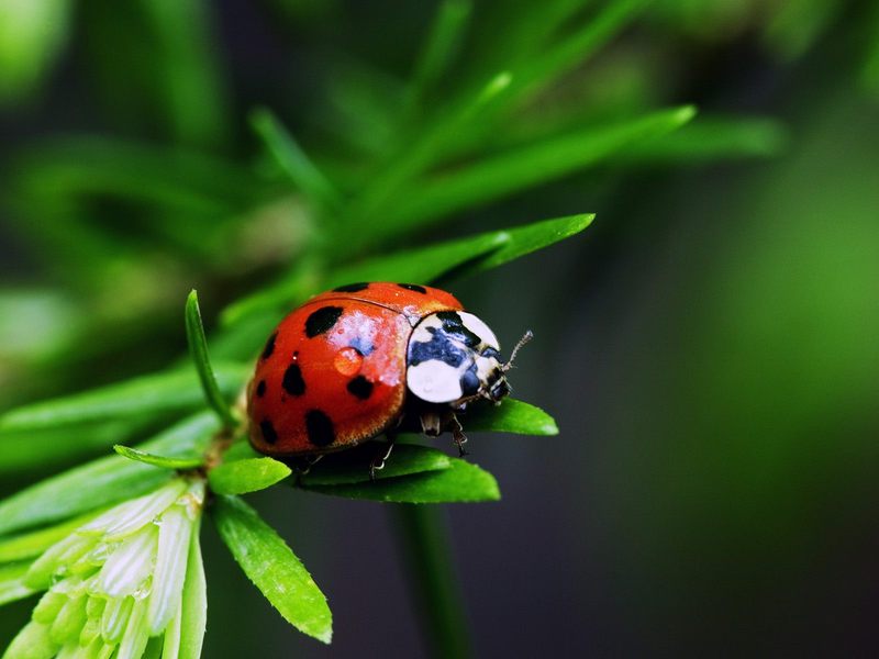 Coccinella.
