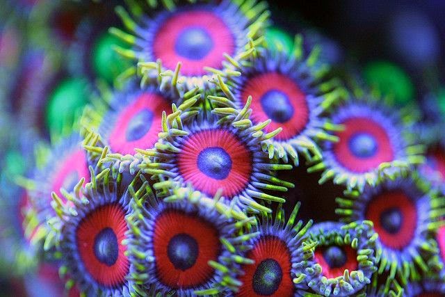 A MAGYAROK TUDÁSA: KORALLOK - SZIVACSOK