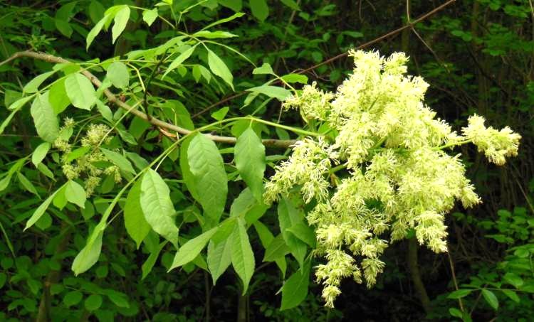 O LIVRO DE AREIA: Árvores e poesia:O Freixo (Frêne, Ash Tree, Esche) e ...