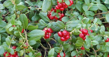 JARDIM MINHOTO: PODA DO ARANDO