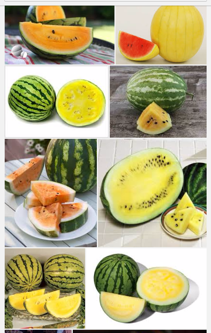 Pestisida Alamiah: Semangka Kuning Kulit Kuning (Yellow Watermelon and ...