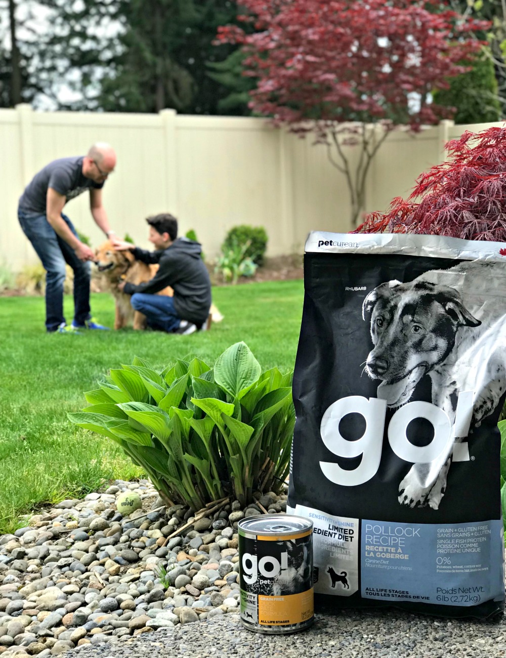Fun Outdoor Activities For You And Your Dog fun-outdoor-activities-for-you-and-your-dog