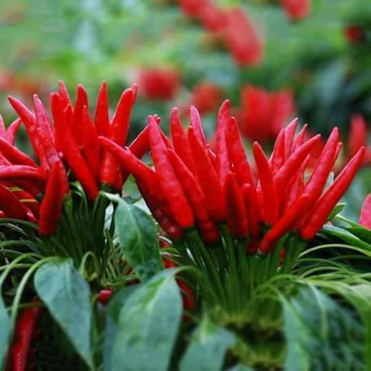 Berita TV Malaysia: Biji Benih Cili Jambak