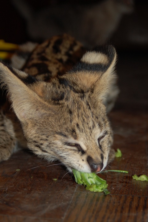 Kyprioth: Serval Diet
