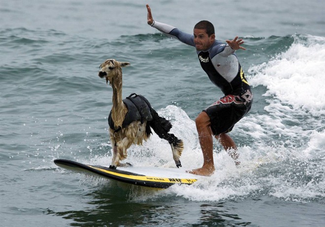 Awesome animals in extreme sports (30 pics, 2 videos) | Amazing Creatures