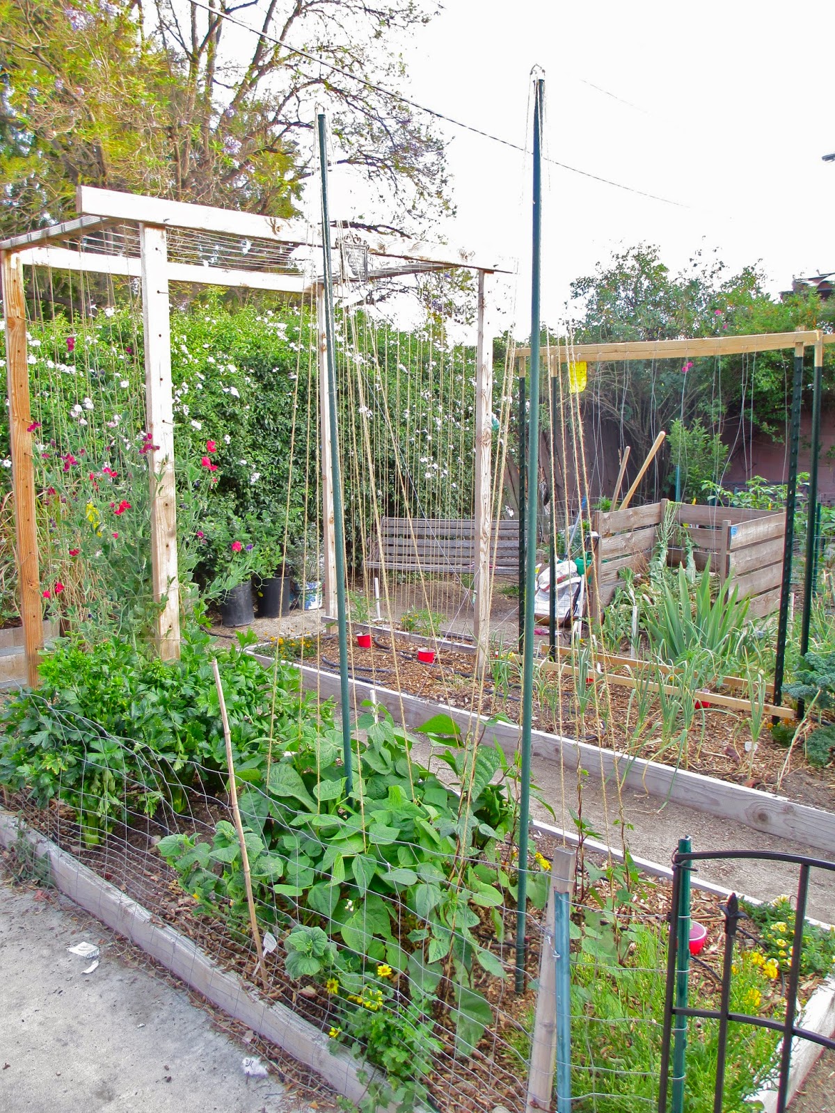 Andie's Way: Trellis Ideas for Tomatoes, Cucumbers, Beans, Peas, Melons ...