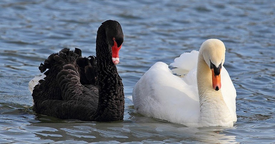 5 FAKTA PENTING TENTANG ANGSA