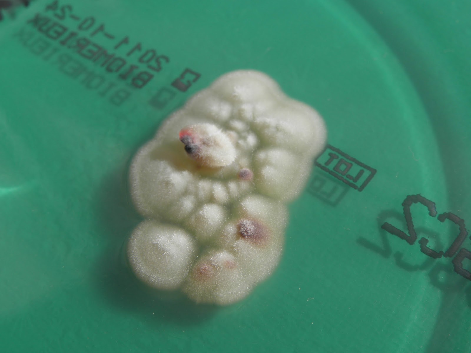 ATLAS MICOLOGIA: TRICHOPHYTON VIOLACEUM