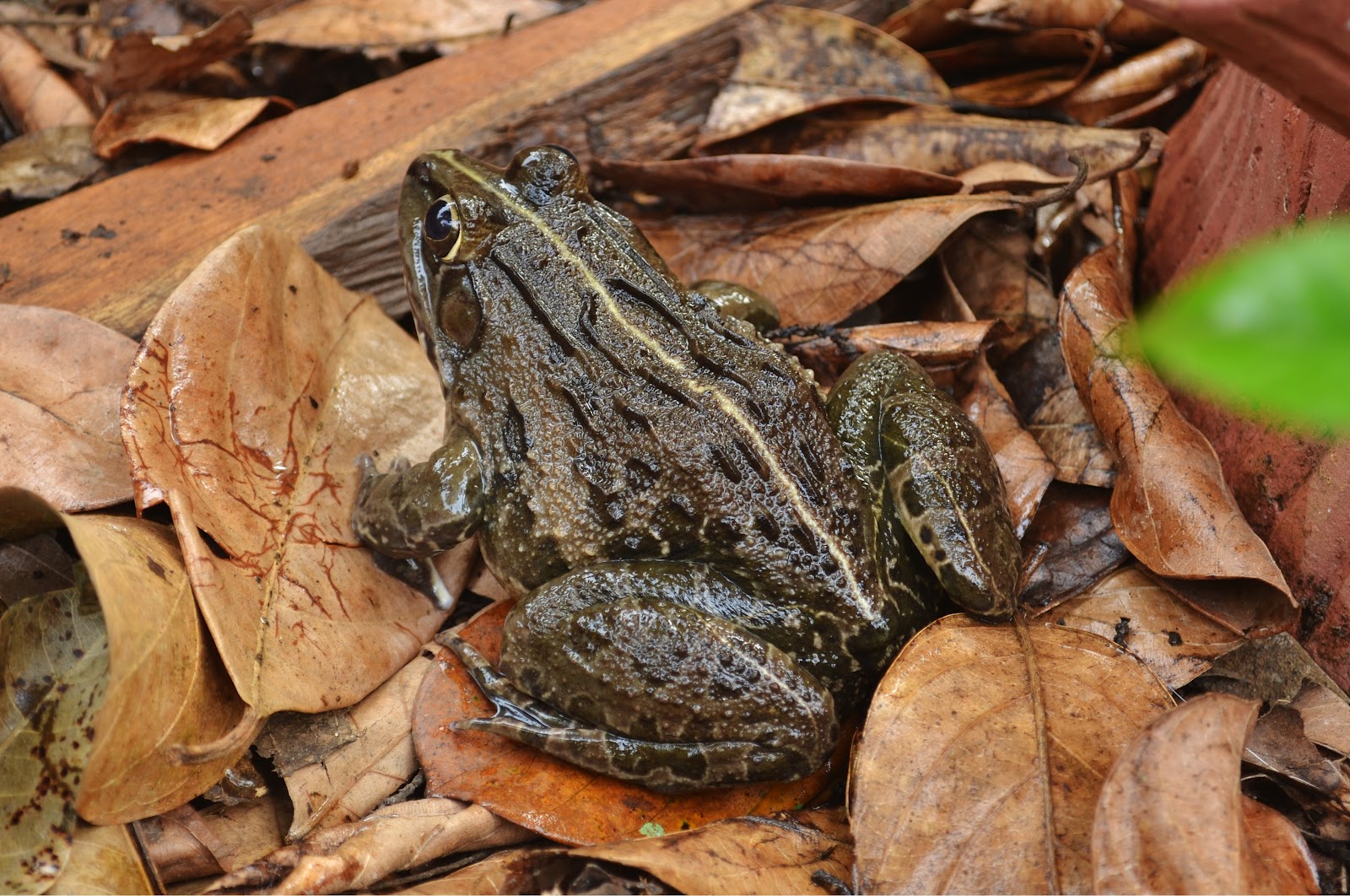 Photography & Me: Big Frog, Orange Frog, Forest Frog