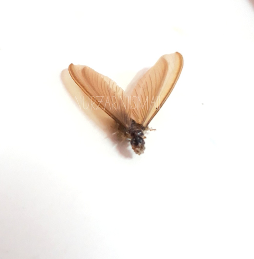 Macammana Cara Nak Halau Kelkatu?