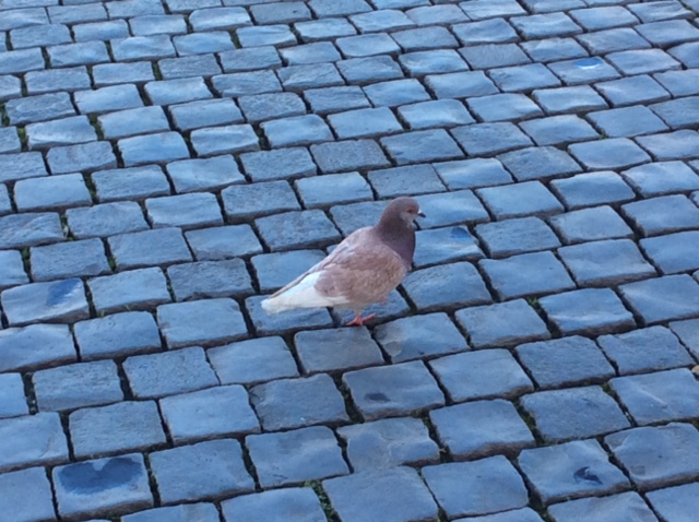 World War 2 History and the WW2 Pigeons: Requisition for 5,000 pigeons ...