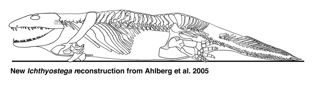 The Dragon's Tales: Ichthyostega was a Devonian Mudskipper