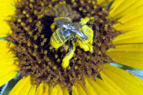 Front Range Food Gardener: Bees to pollinate your Vegetables and Fruits