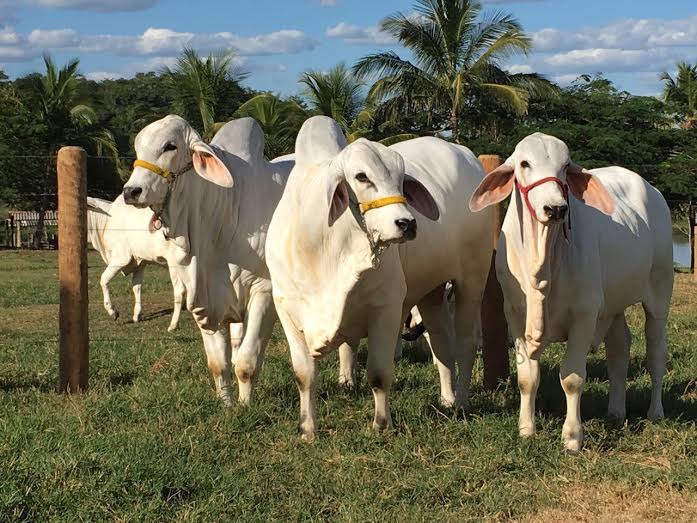 BLOG DO CLEUBER CARLOS: 22º Leilão da Raça Tabapuã Deve Movimentar Mais ... BLOG DO CLEUBER CARLOS: 22º Leilão da Raça Tabapuã Deve Movimentar Mais ...