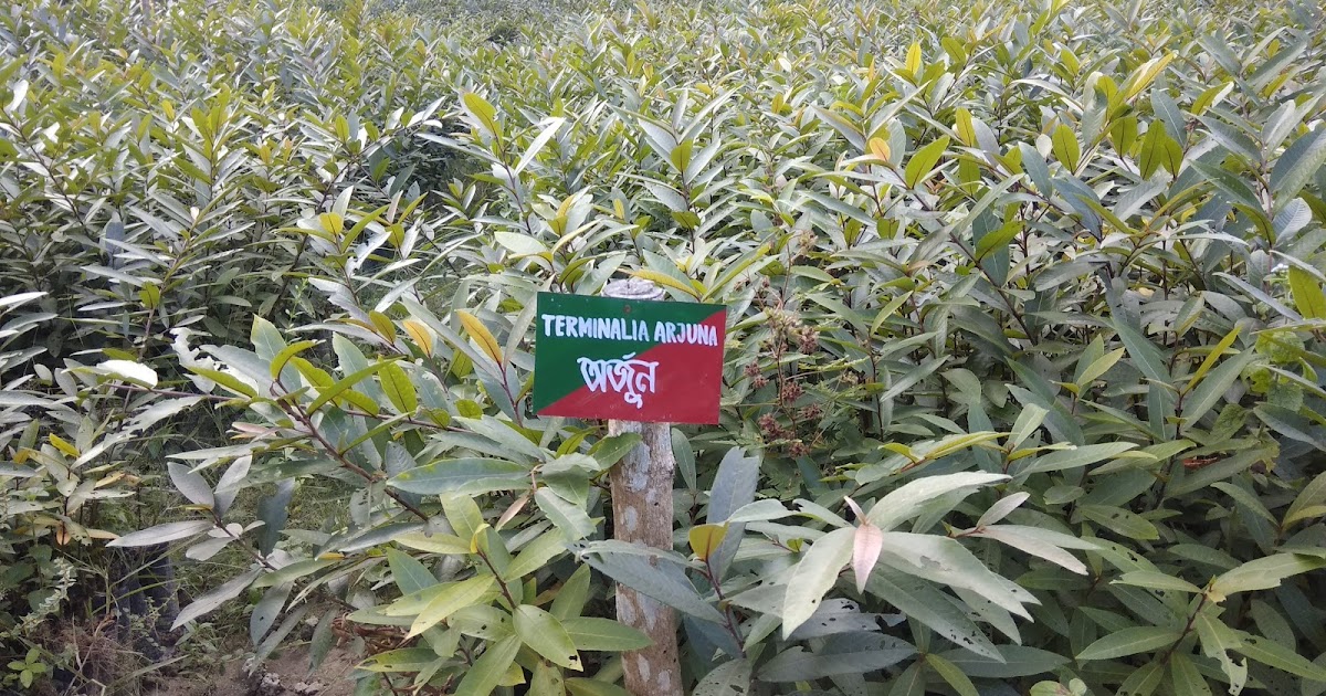 arjun Tree অৰ্জুন গছ ~ Daily Assam