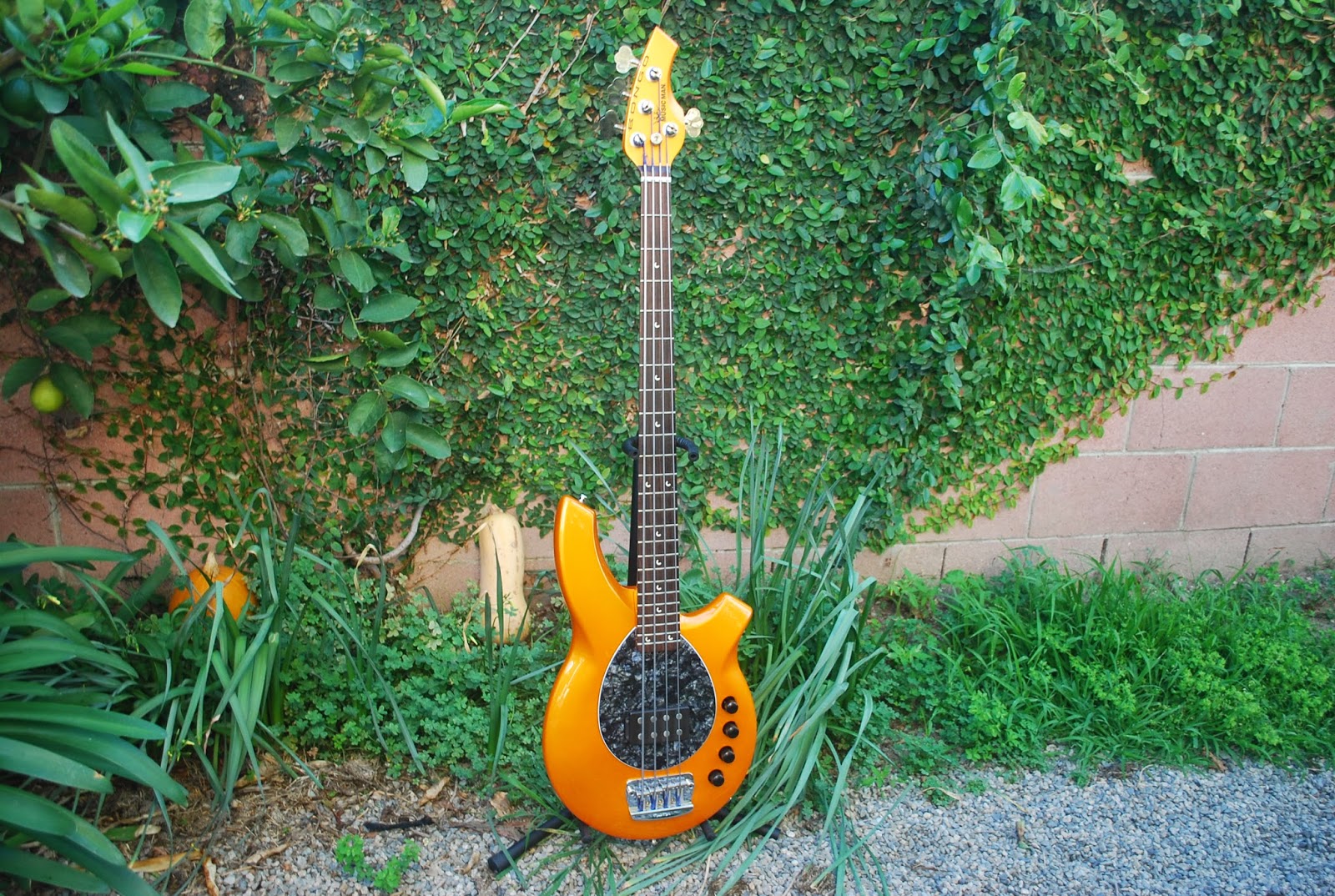 Rex and the Bass: 2006 Ernie Ball MusicMan Bongo Bass Guitar Review